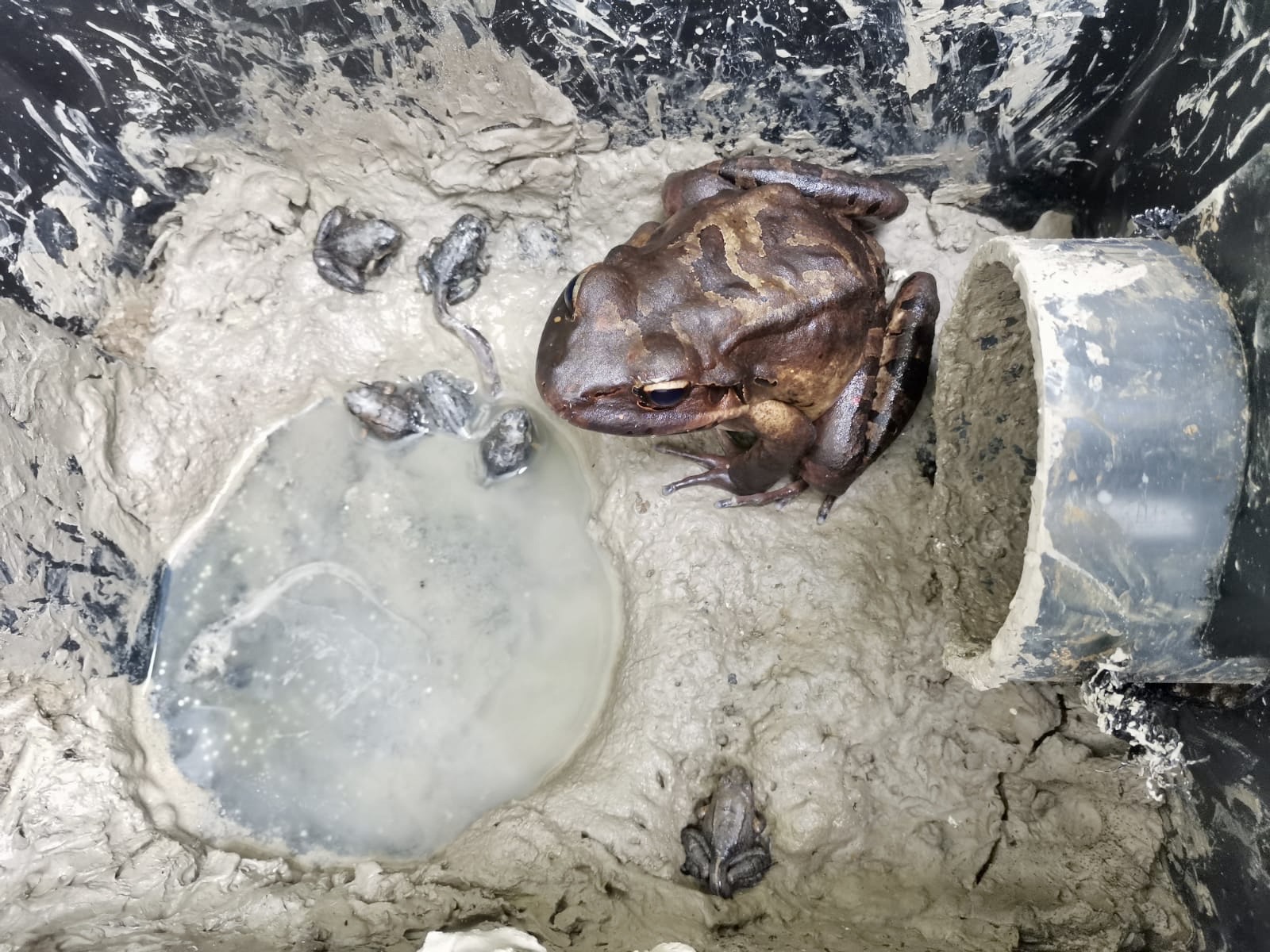 London Zoo breeds world’s most threatened frog - City News