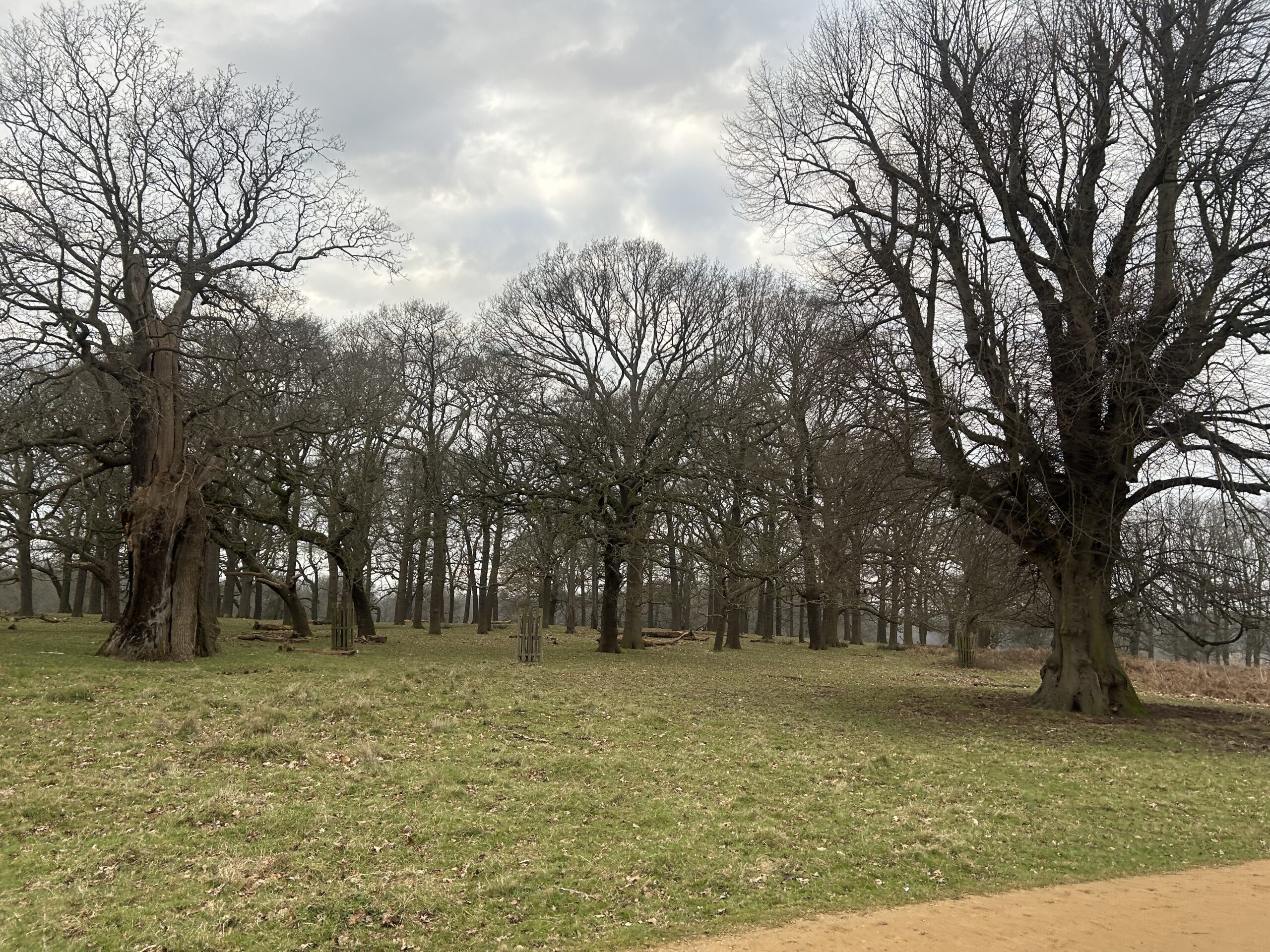 Tree Director: oaks need 'greater protection' amid growing threats ...