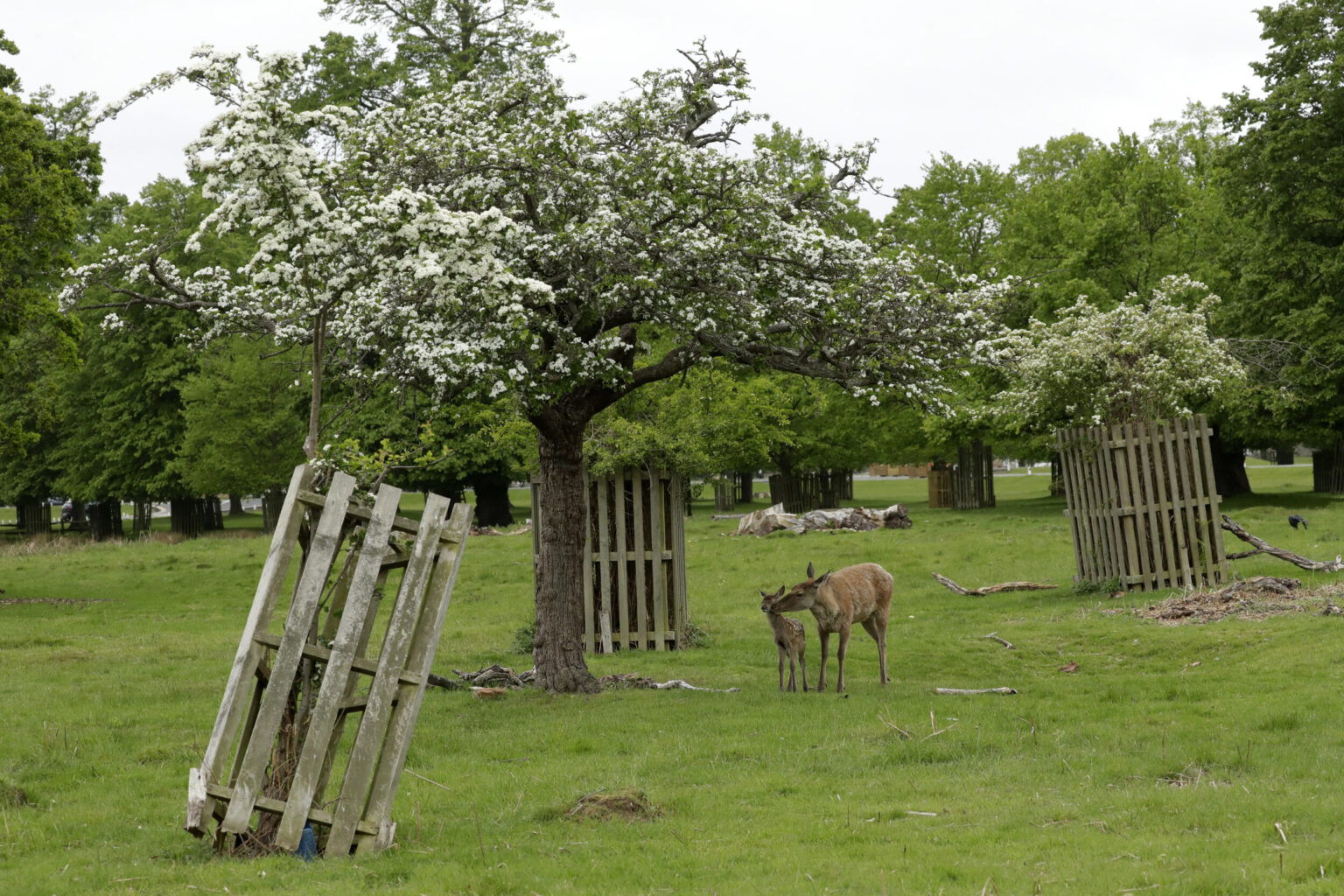 Petition Calls for an End to Deer Culling Practices in London - City News